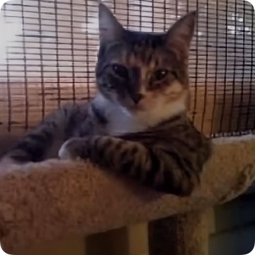 Torso and limbs split | Boostcamp App