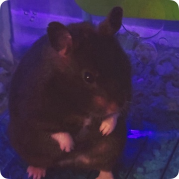 My UL program | Boostcamp App