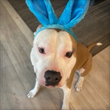 Sigma upper lower | Boostcamp App