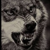 Jeff Nippard push pull legs | Boostcamp App