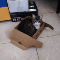 Zenzy in da box | Boostcamp App