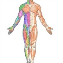 3-Day Full Body HIT Split Program | Boostcamp App