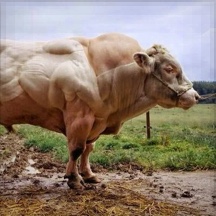 Upper Body Enjoyer | Boostcamp App