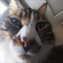 Atolifts strength through high frequency v 2.0 | Boostcamp App